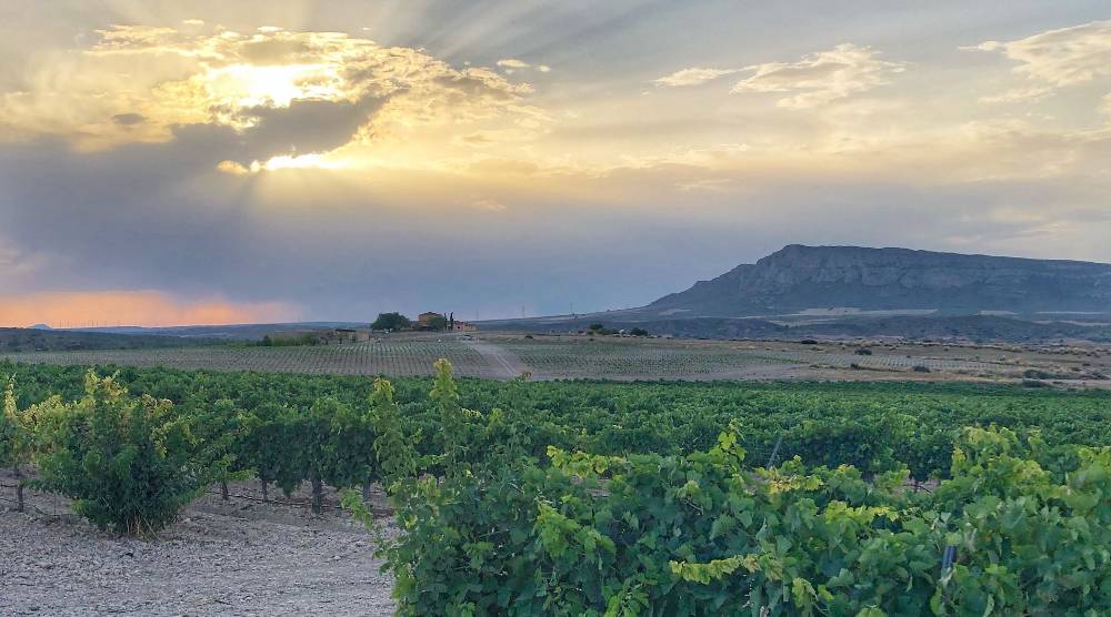 Bodegas Piqueras - Bodegas Piqueras